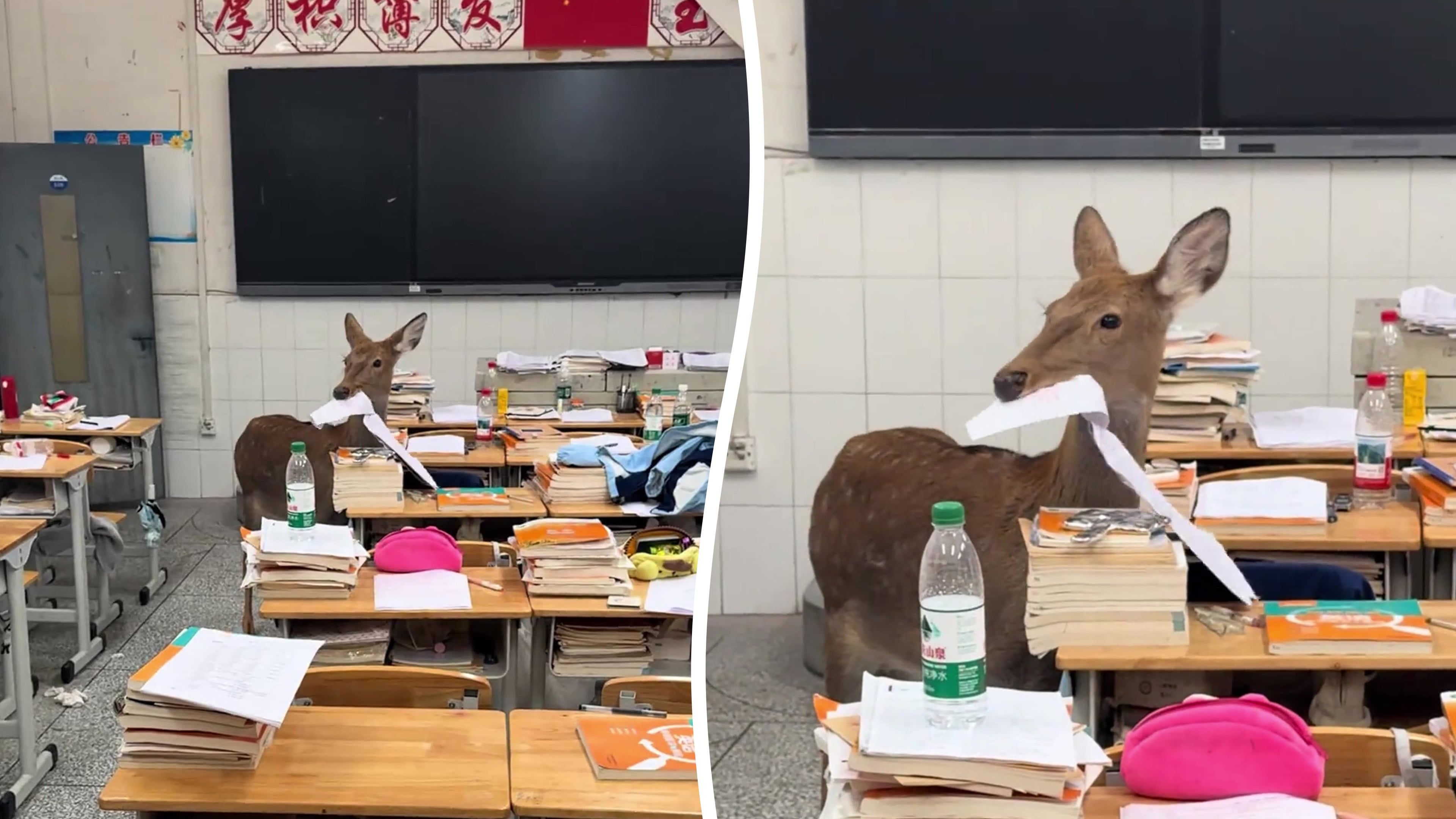 Deer strolls into classroom and munches on students’ exam papers