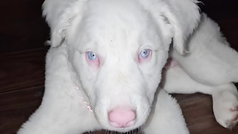 Border Collie With Rare All-White Fur Has Eyes That Will Take Your ...