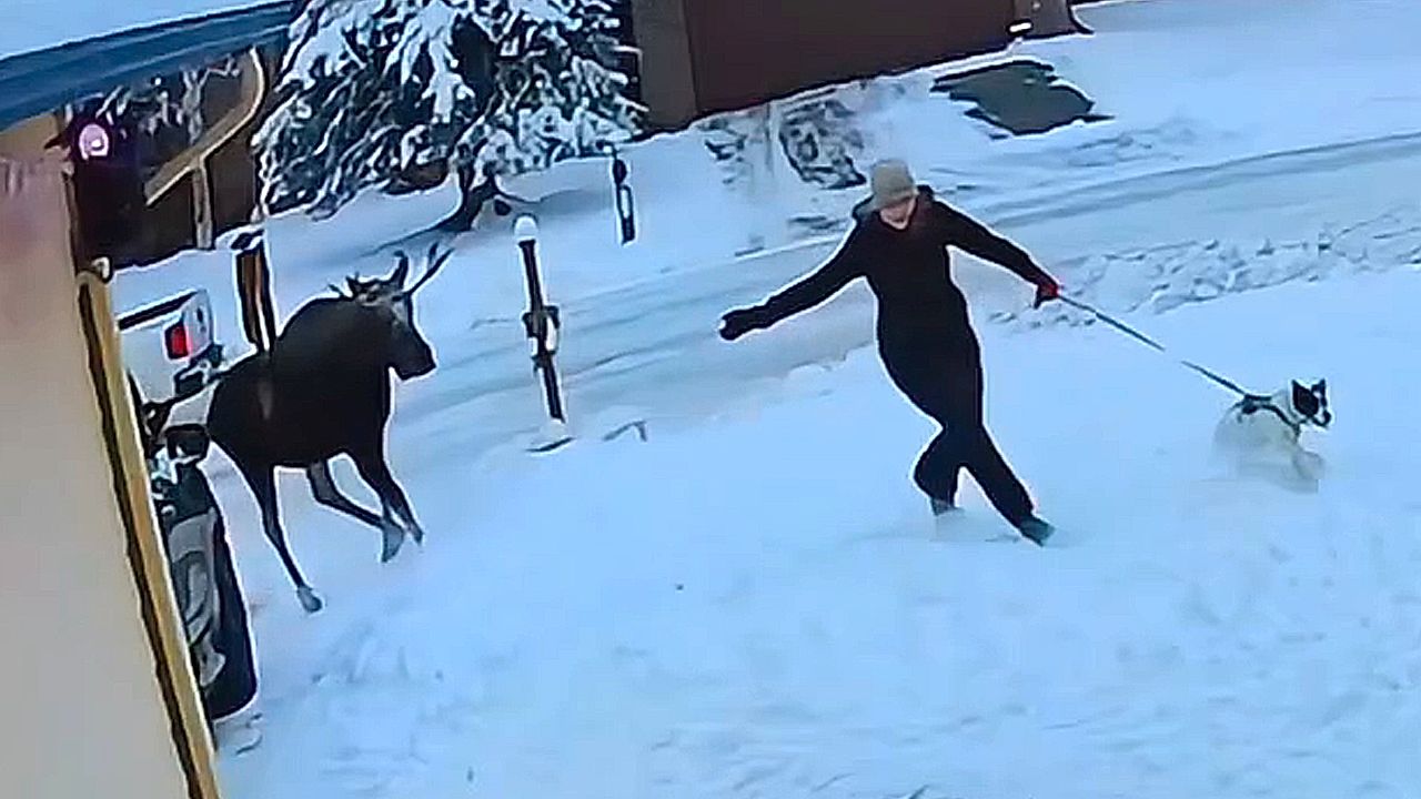 Moose charges at girl walking her dog in Alaska neighborhood