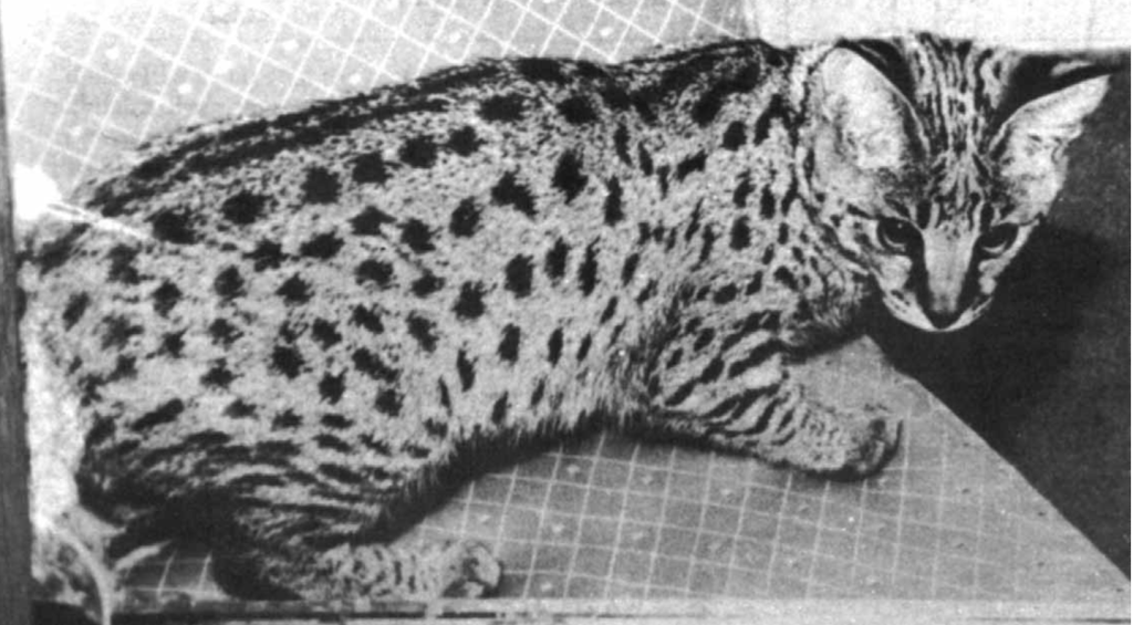How Famous Cat Breeds Evolved Over Time