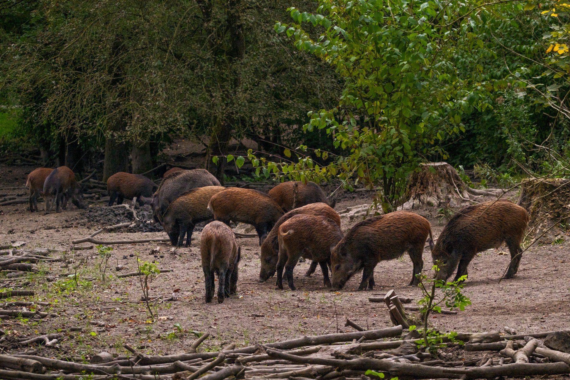 Alert in Europe: Deadly swine fever spreads unchecked
