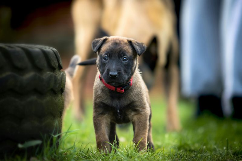 10 Dog Breeds That May Not Be the Ideal Choice for Families