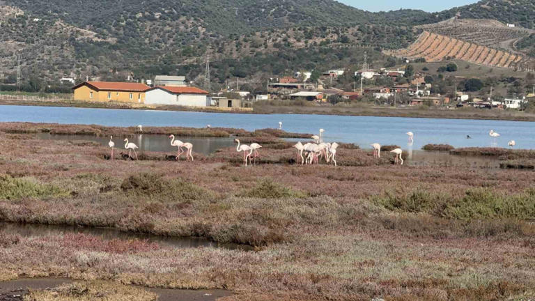 Tuzla Sulak Alanı flamingolarla renkleniyor