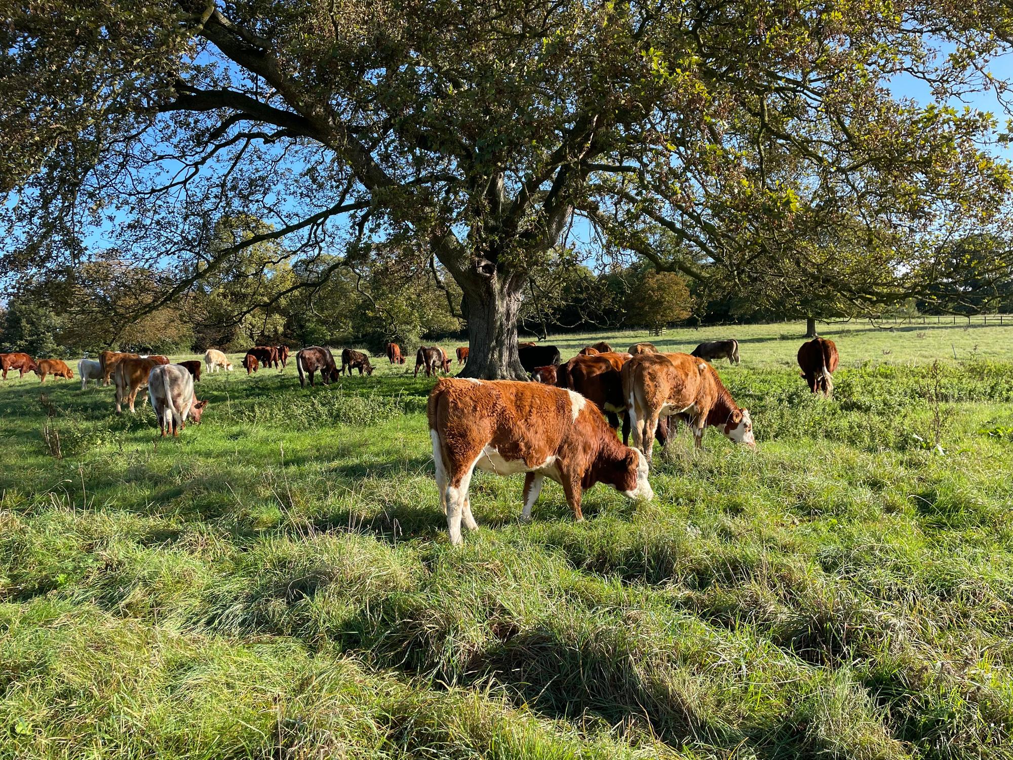Cattle farm near Milton Keynes sees biodiversity boost through ...