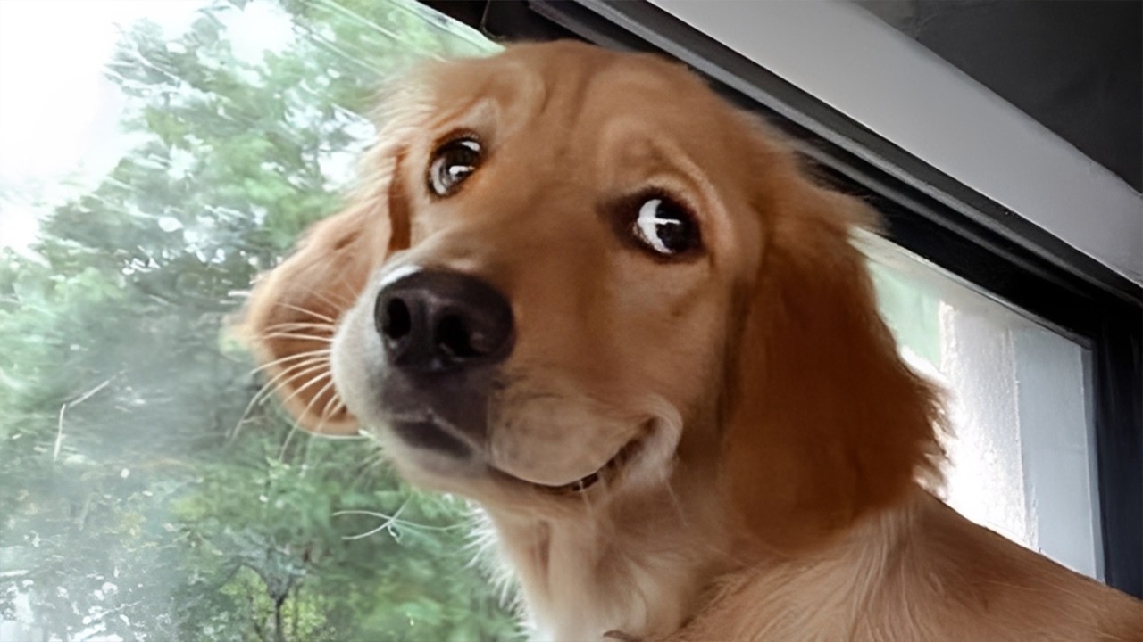 Our dogs turn every day into a stand-up routine