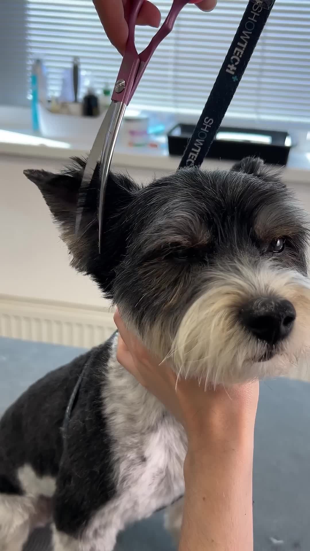 Meet Dobby the Biewer with tipped ears 😍