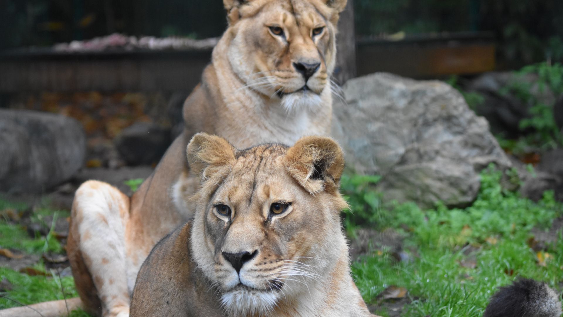 Lioness Kills Teenager At Brazilian Zoo: Update On Animal's Status