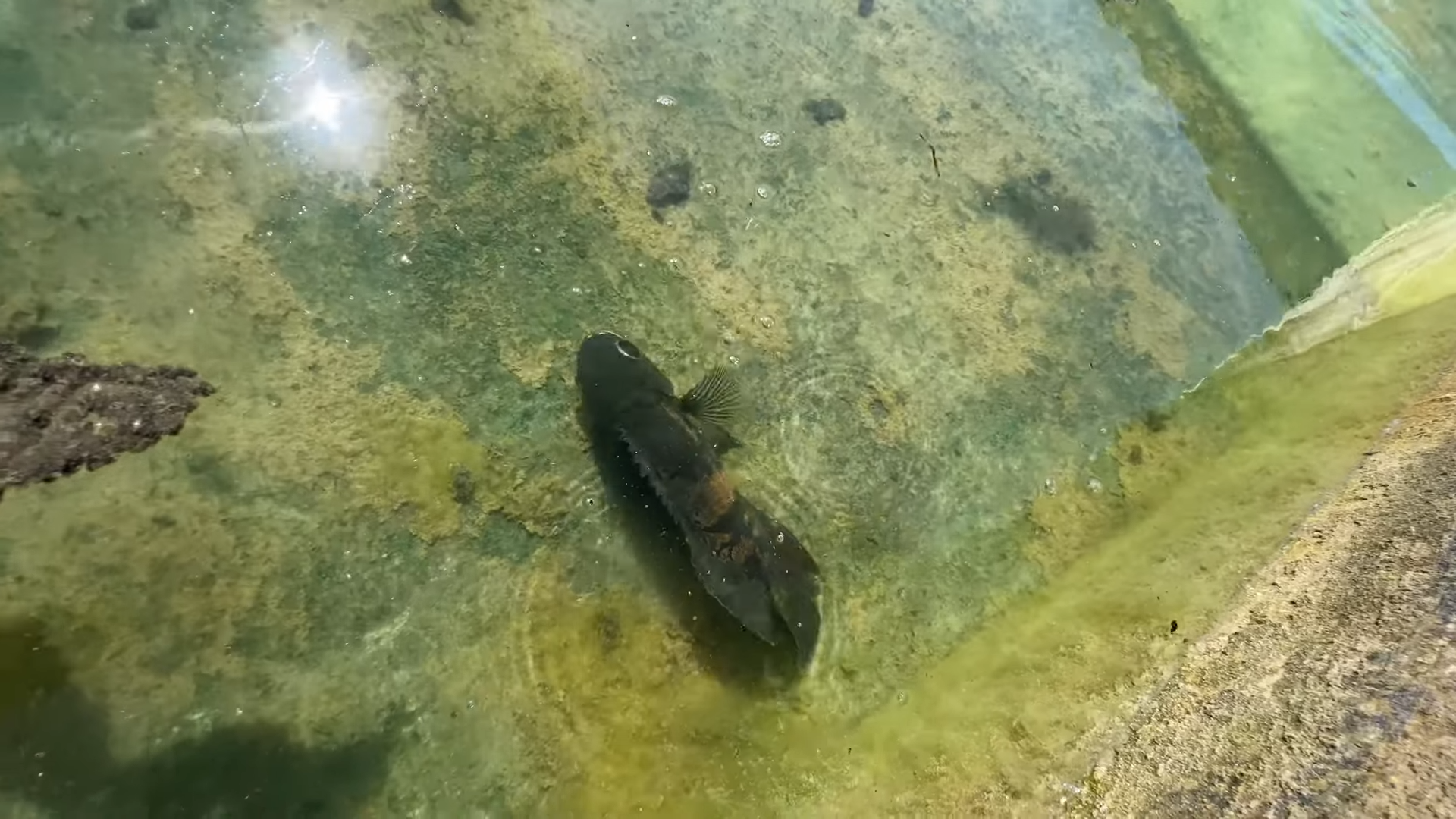 Catching a wild Tiger Oscar for my new pond