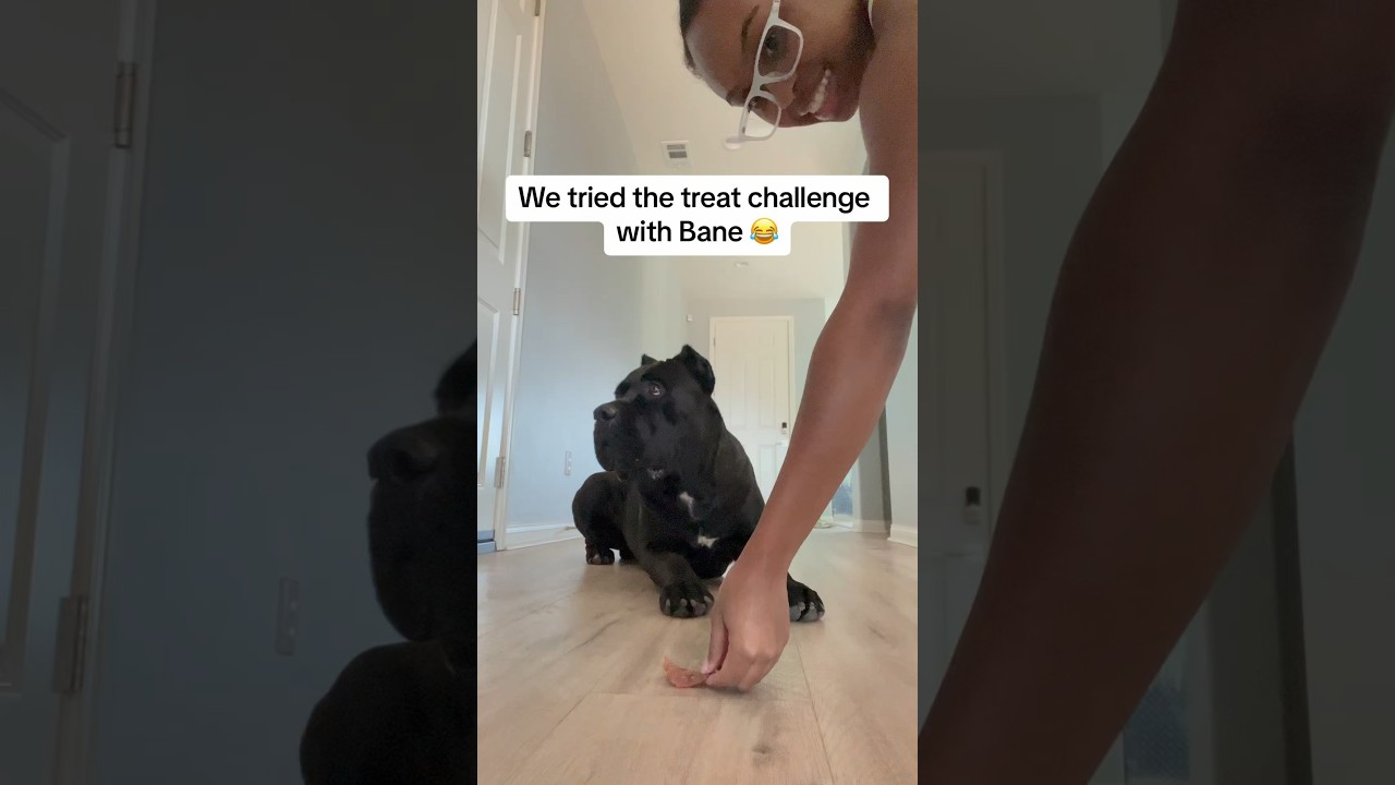 Dog always does his own thing and we love him for it