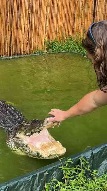 Big Alligator Bites!