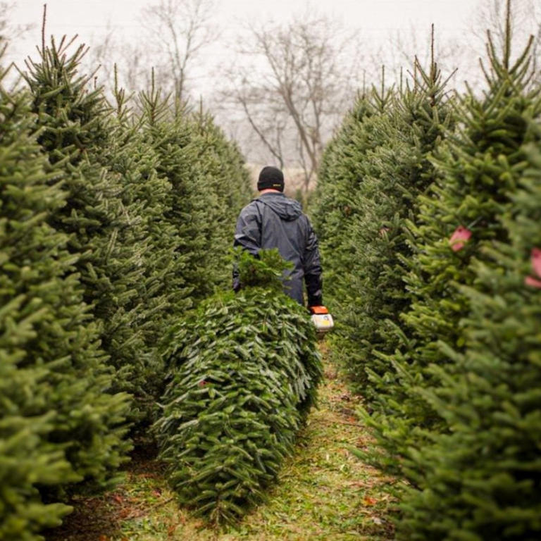 Here are four Christmas tree farms and lots to visit near Iowa City