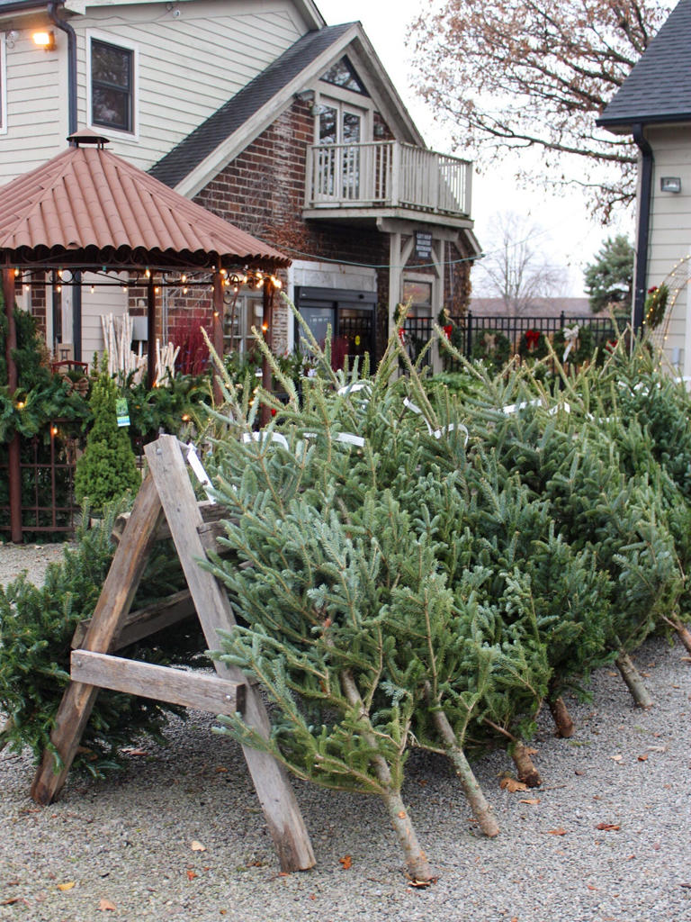 Here are four Christmas tree farms and lots to visit near Iowa City