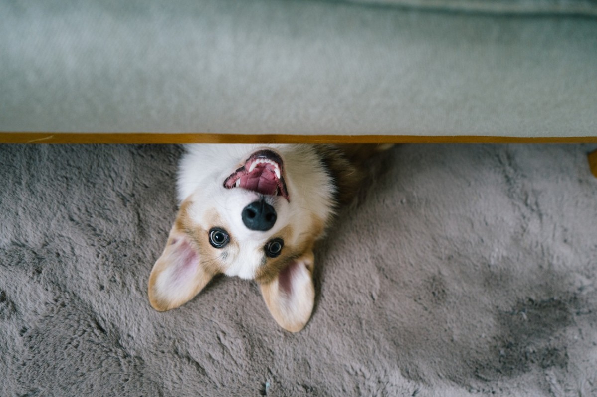 7 Most Dramatic Dog Breeds, According to Experts
