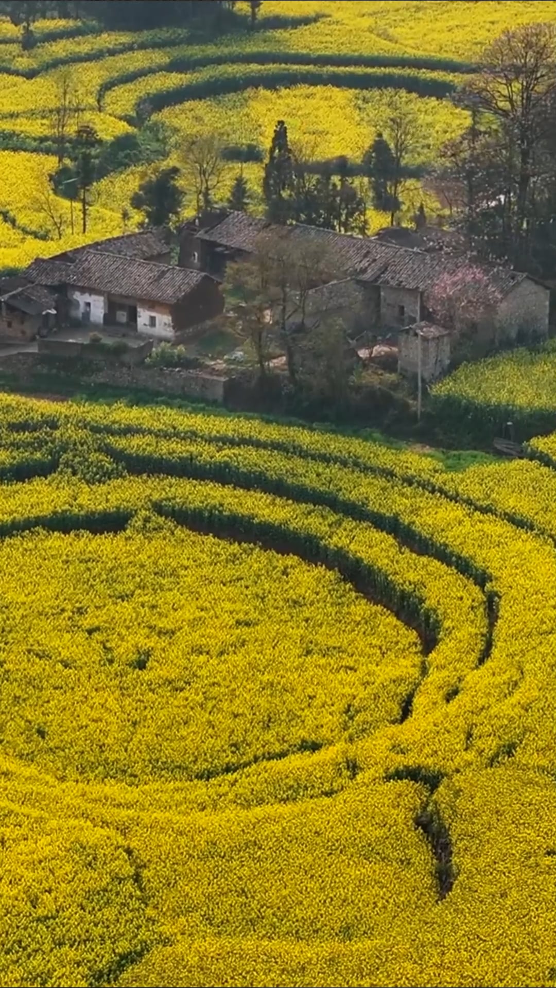 Yunnan's Mystical Shangri-La: A Drone's Eye View.