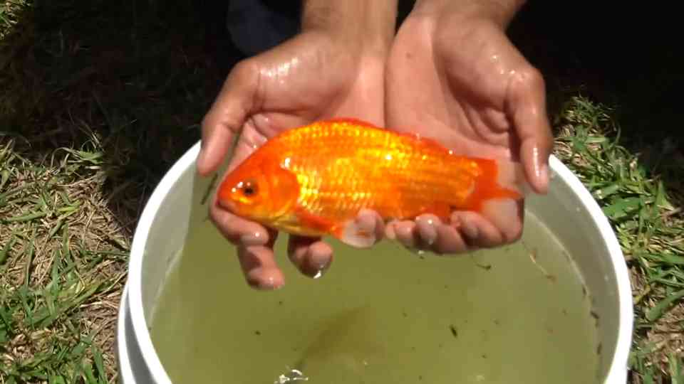 Big fish makes friends with a little fish