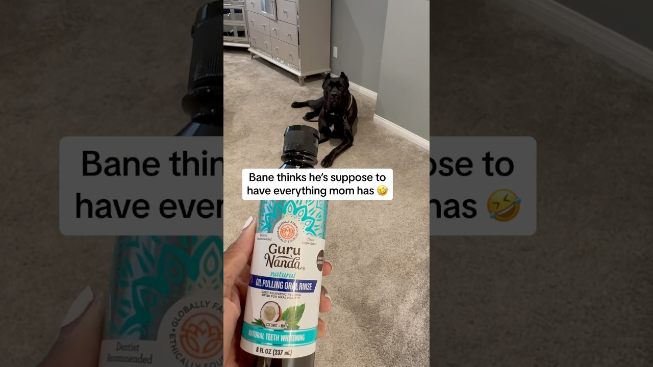 Big dog insists on having everything mom enjoys