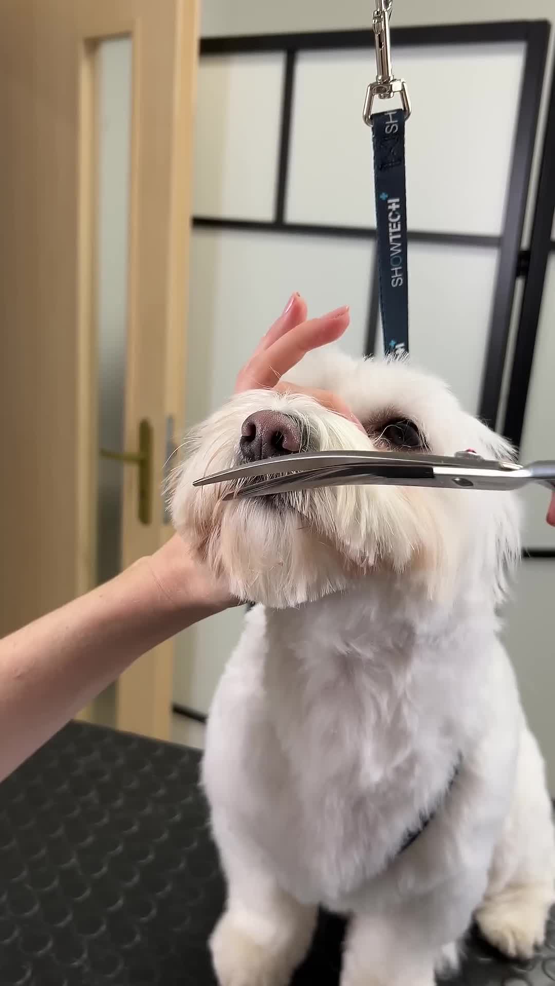 This Maltese just turned into the fluffiest little cloud