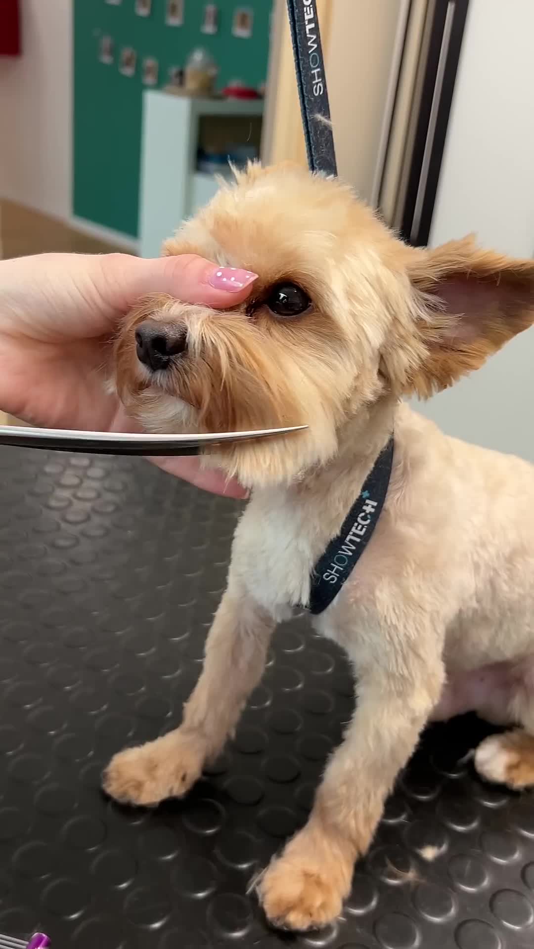 Biewer yorkie gets a fresh short cut!🐶