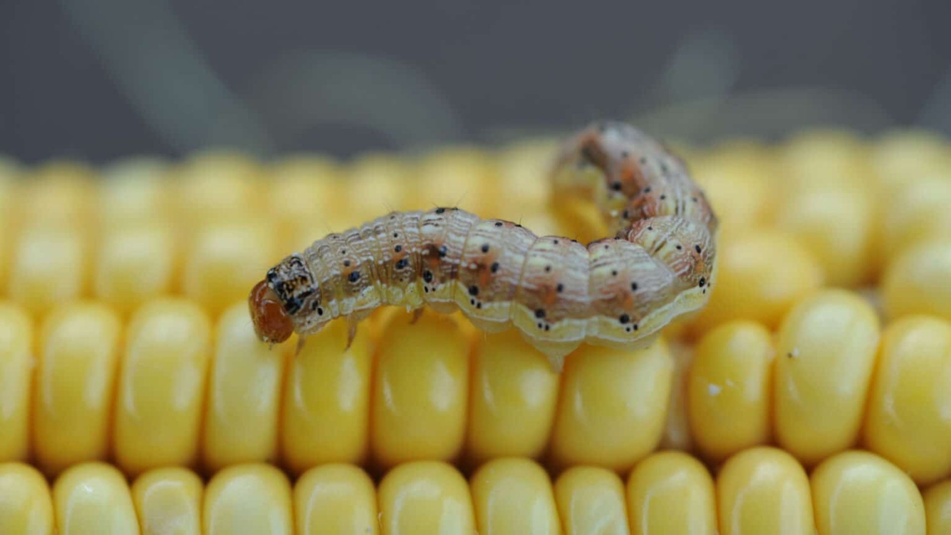 Corn pests develop ‘fighter jet-like wings’ after eating mixed corn diets