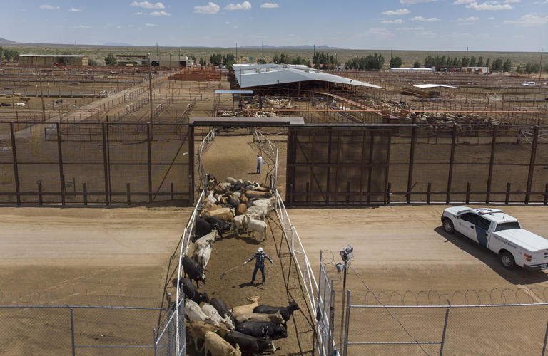 Flesh-eating worm in Mexico is upending cross-border cattle trade