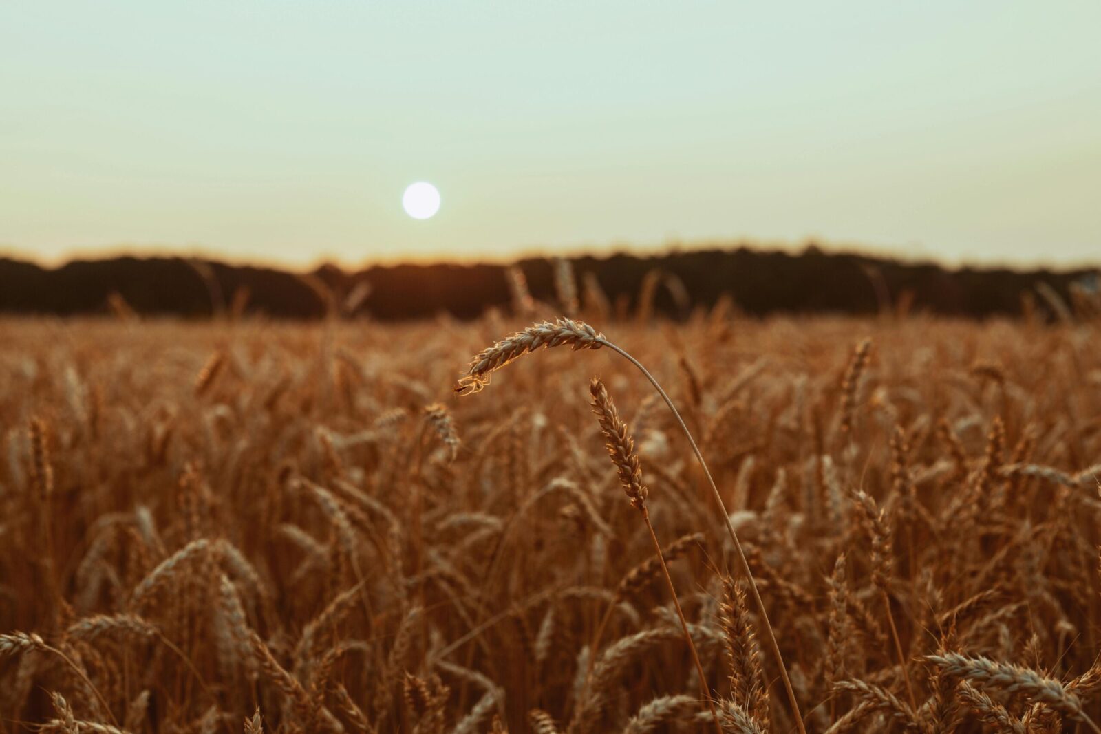 Why Kansas Is One of America’s Leading Wheat Producers