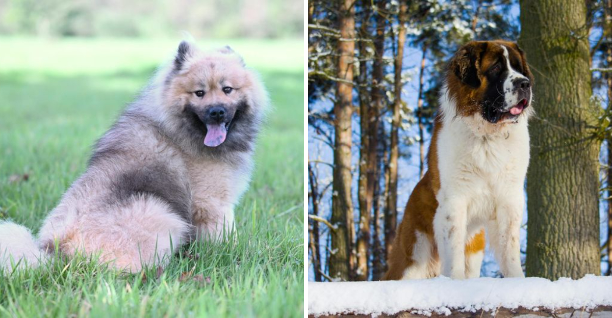 13 Dog Breeds That Come With High Lifetime Care Costs