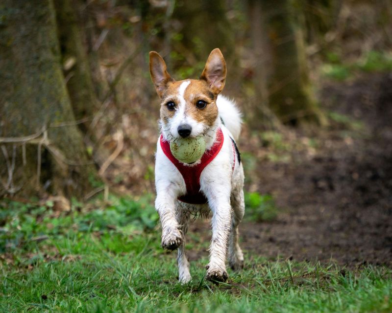 These Dog Breeds Are Most Likely To Have Behavioral Problems