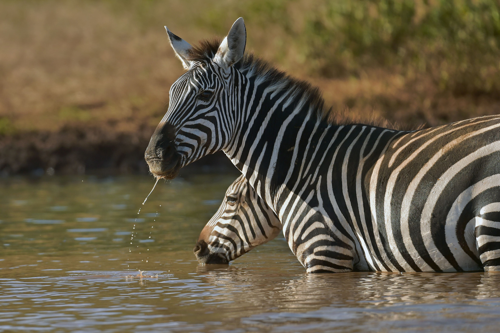 Animals we tried to domesticate and failed