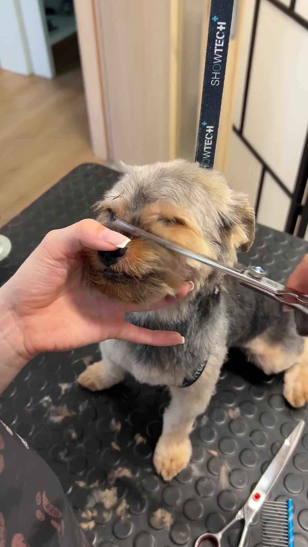 How I trim yorkshire terrier face