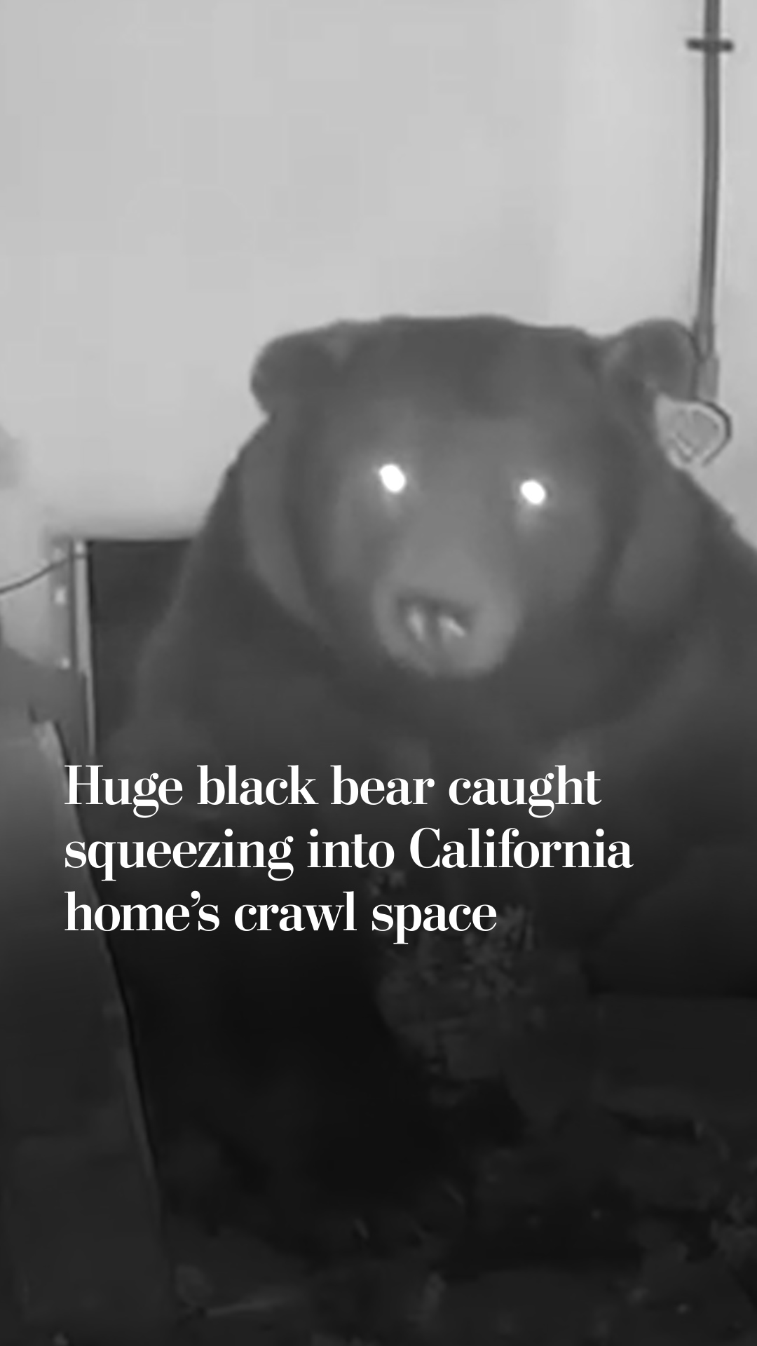 Huge black bear caught squeezing into home’s crawl space