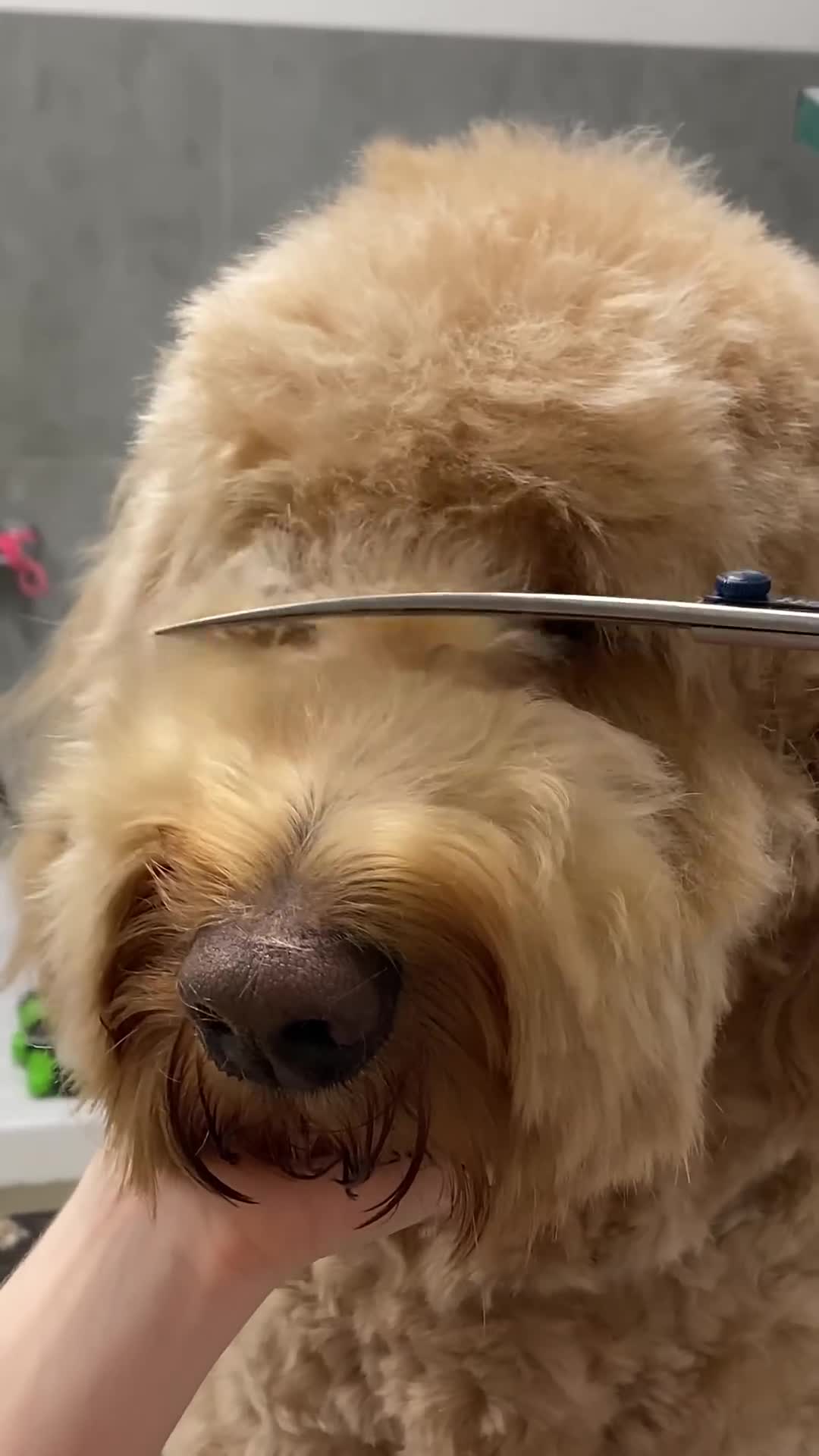 Doodle face trim