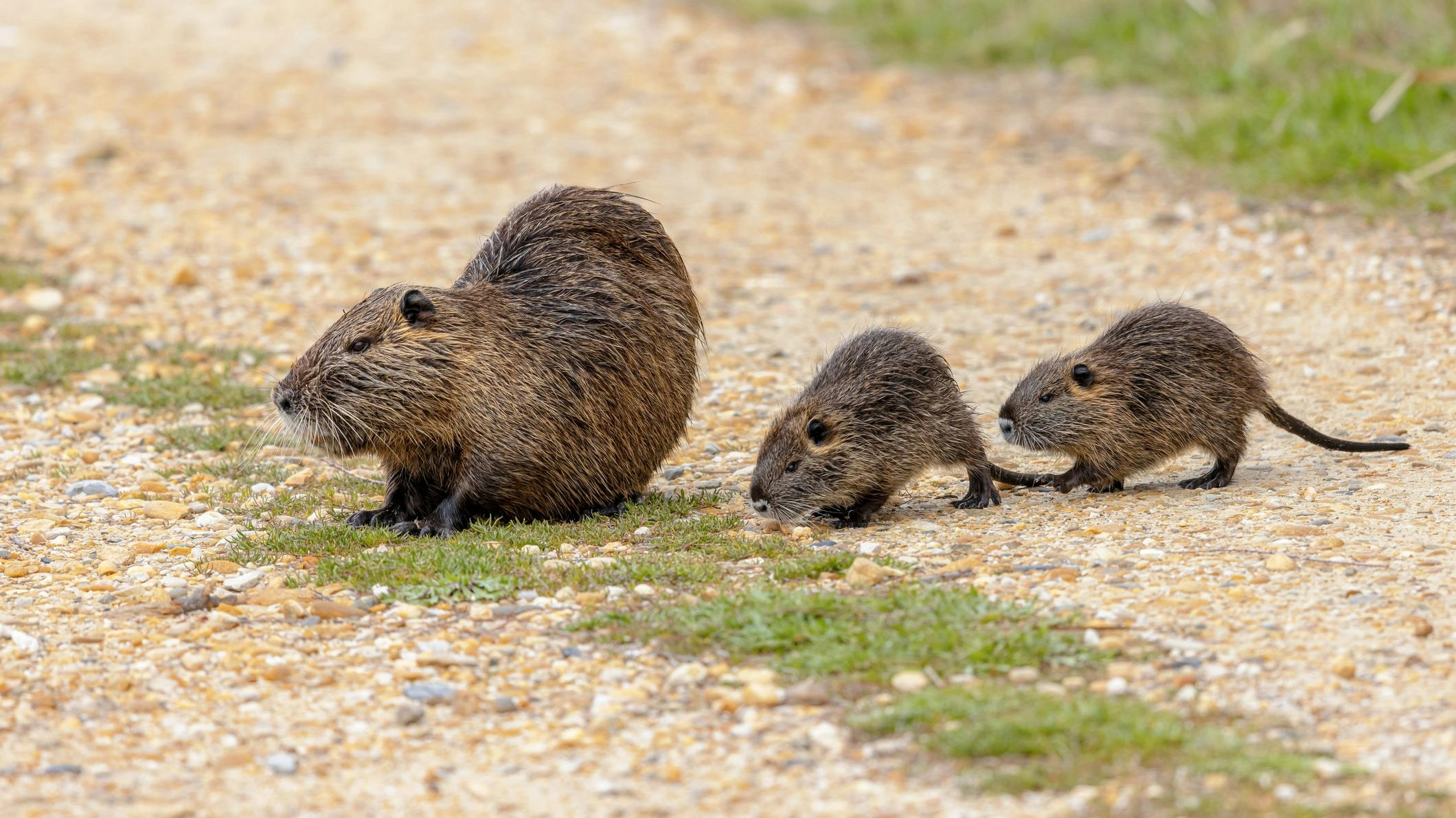 Wildtiere: Das Nutria im Portrait