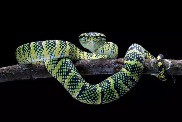 5 Most Misunderstood Animals in the World You Should Know