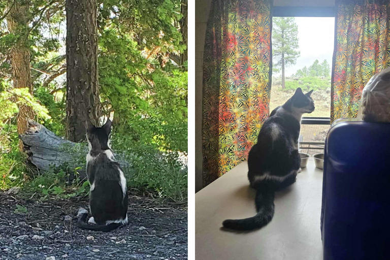 'The loudest howl': Cat left behind during Grand Canyon fire reunited ...