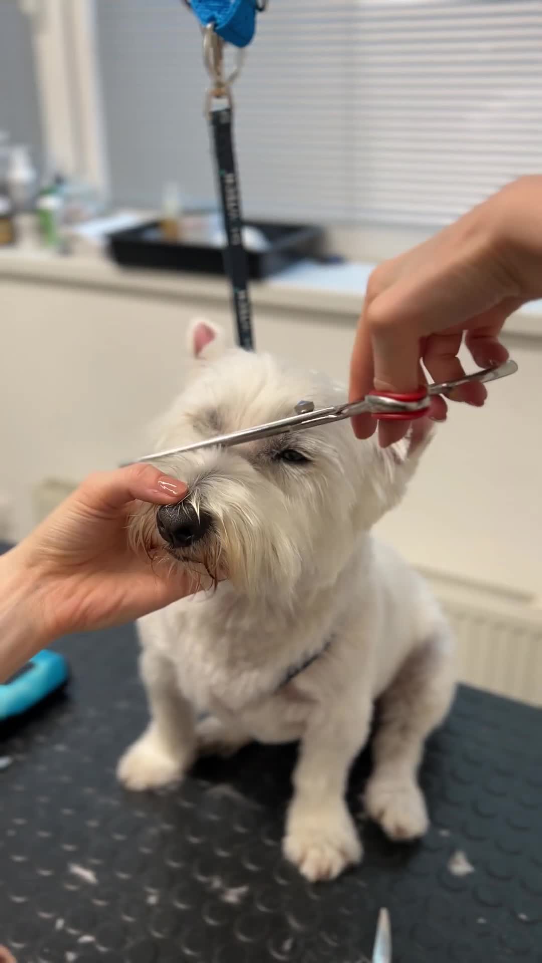 Westie head grooming