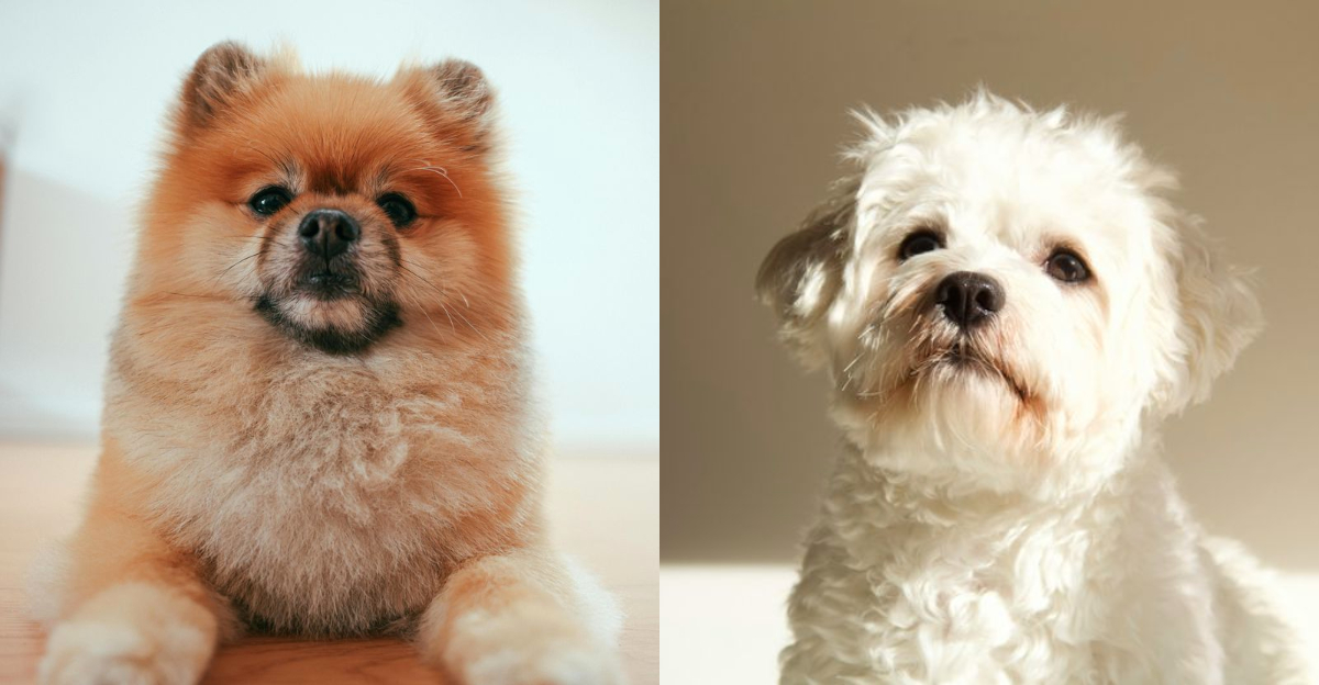 10 Dog Breeds That Look Like Puppies Forever