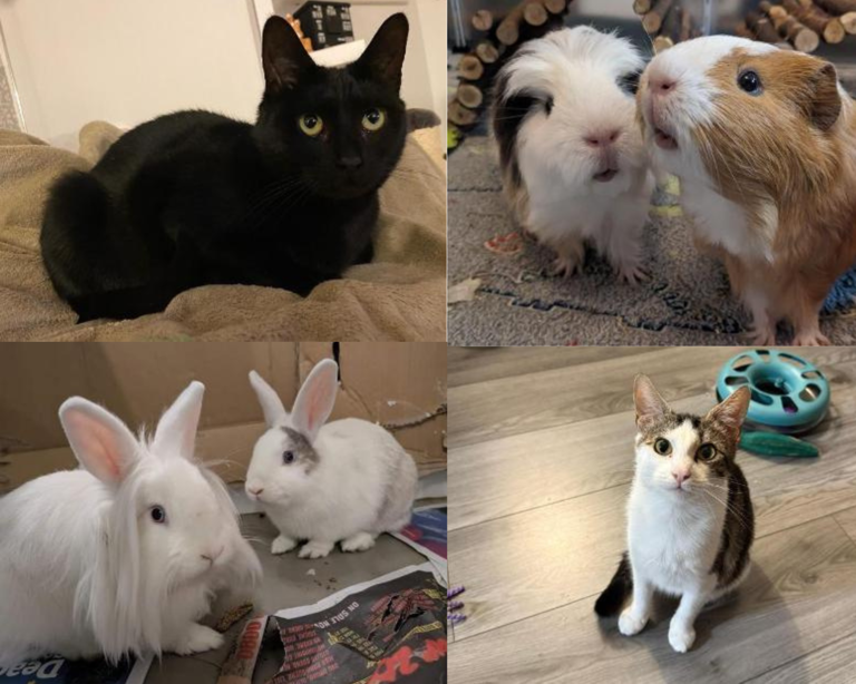 Eight super cute RSPCA animals in need of a home including rabbits ...