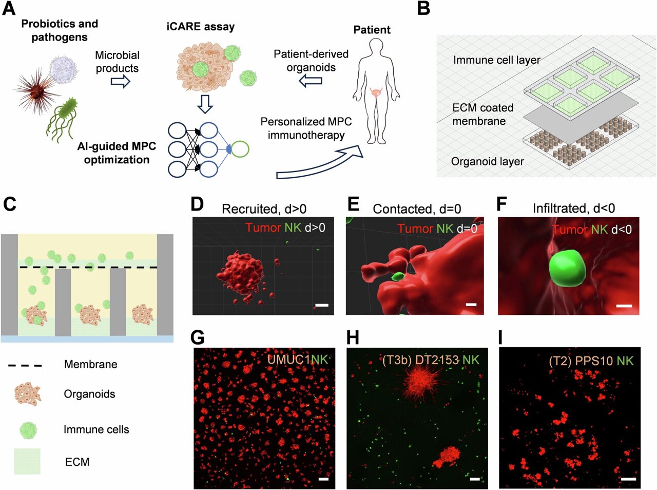 Cancer-fighting bacterial product 'cocktails' may offer personalized ...
