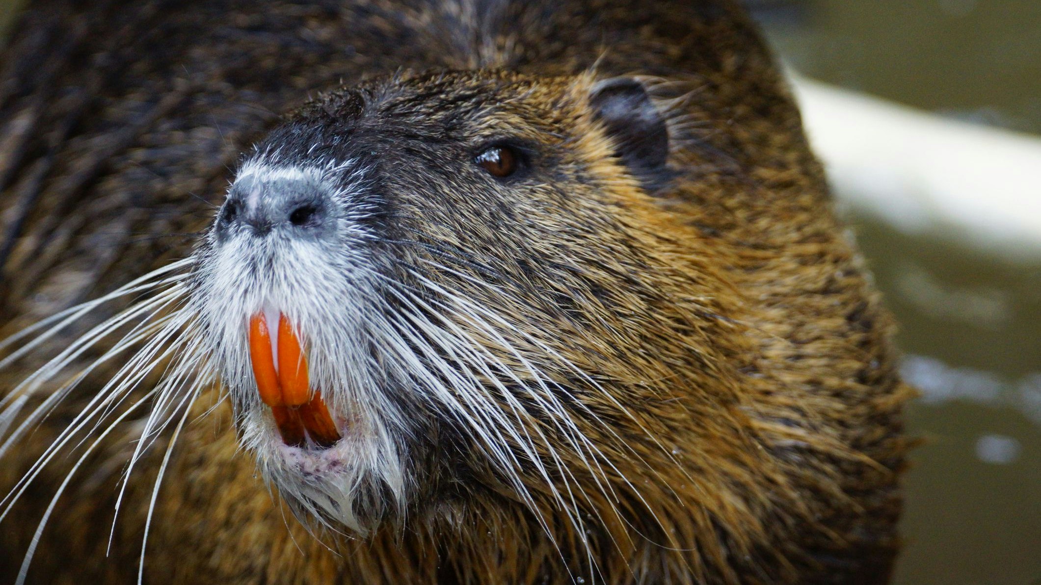Wildtiere: Das Nutria im Portrait