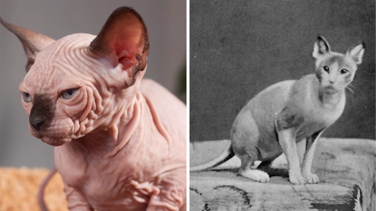 How Famous Cat Breeds Evolved Over Time