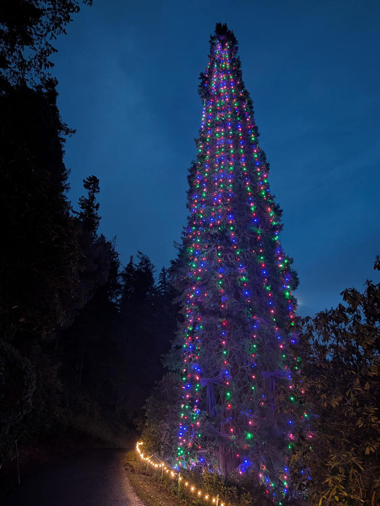 Derbyshire company lights up UK’s tallest Christmas tree for a second year