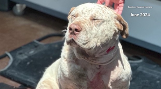 Short film created about New Mexico rescue dog who protected family ...