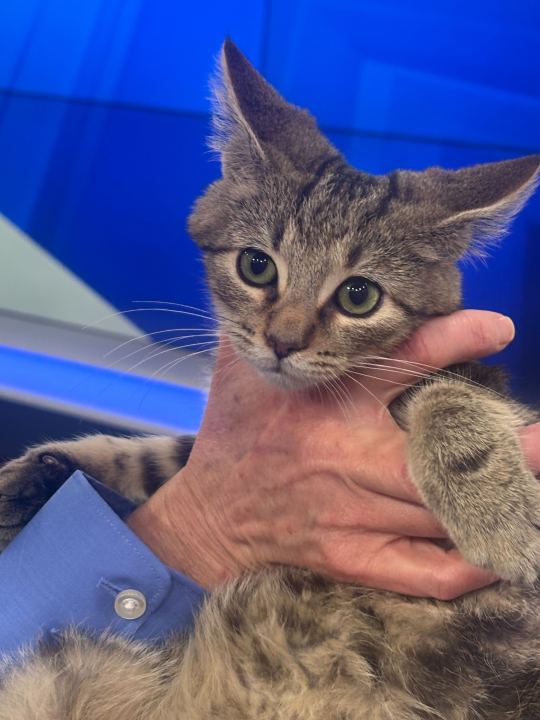 Caddo Parish Animal Services introduces Macaroon, a lovable kitten