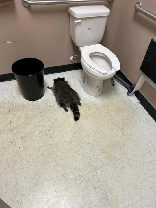Drunk raccoon who ransacked Virginia liquor store is a serial break-in ...