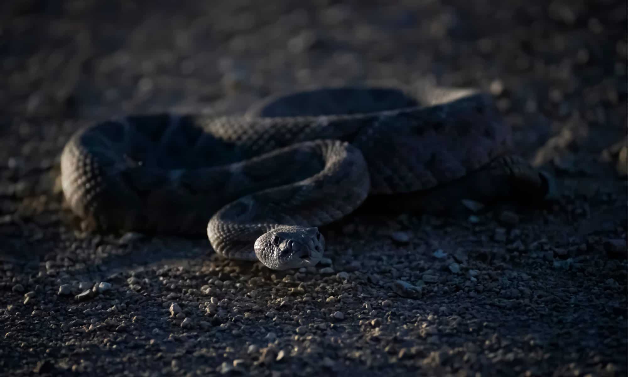 These 7 Sneaky Snakes Hunt at Night