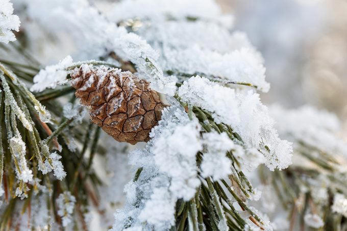 Here’s the Real Reason Why Winter Air Smells So Good