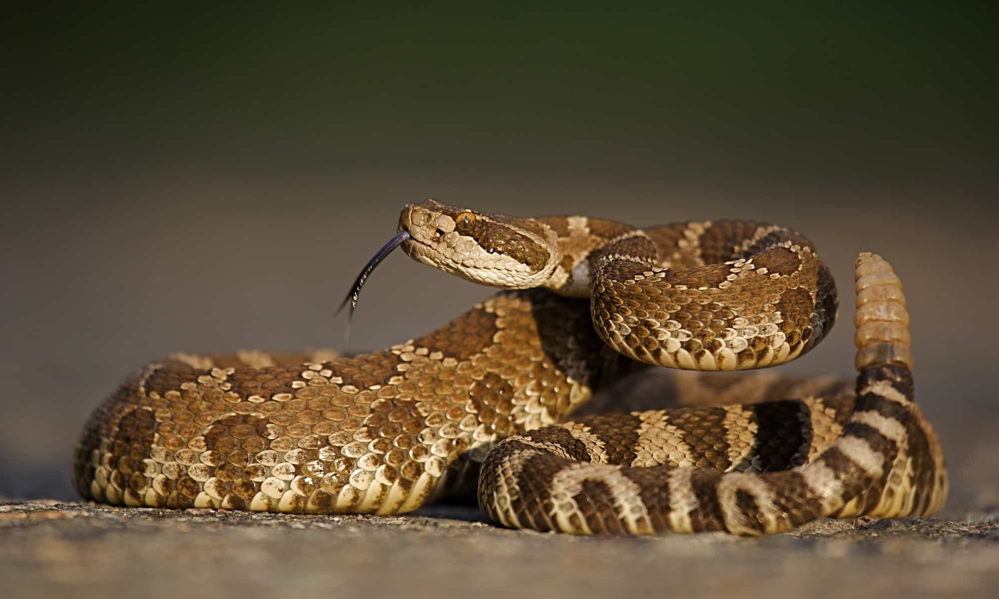 These 7 Sneaky Snakes Hunt at Night