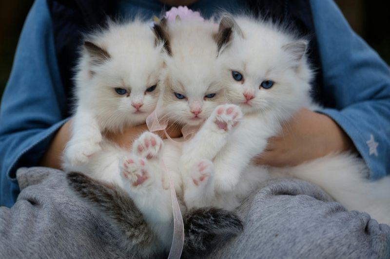 These 7 Cat Breeds Are So Sweet They’d Be Delighted To Spend All Day ...