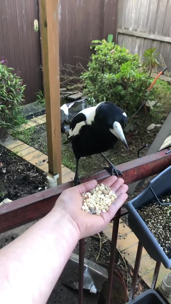 Feeding My Wild Magpie Friend By Hand