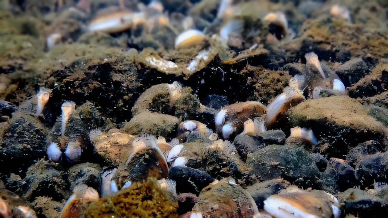 Gold clam invasion in NZ threatens drinking water for millions of people